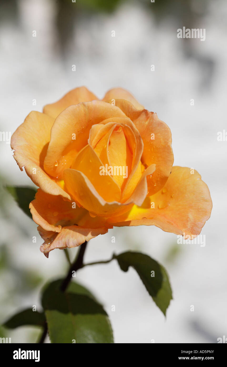Rose southampton hi-res stock photography and images - Alamy
