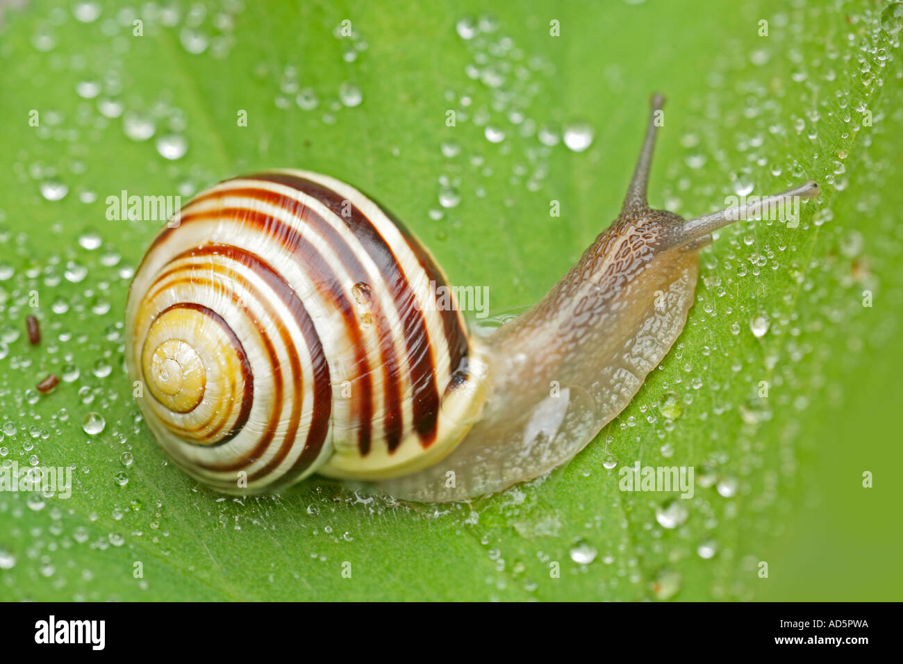 White lipped banded Snail - Cepaea hortensis Stock Photo - Alamy