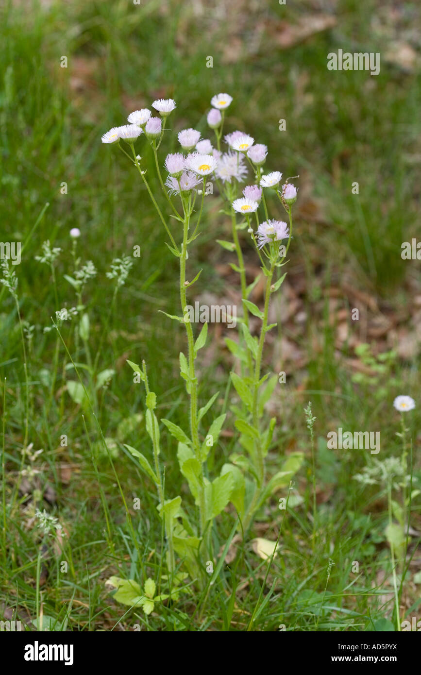 Eastern Daisy Fleabane Erigeron annuus Cana Virginia United States ...