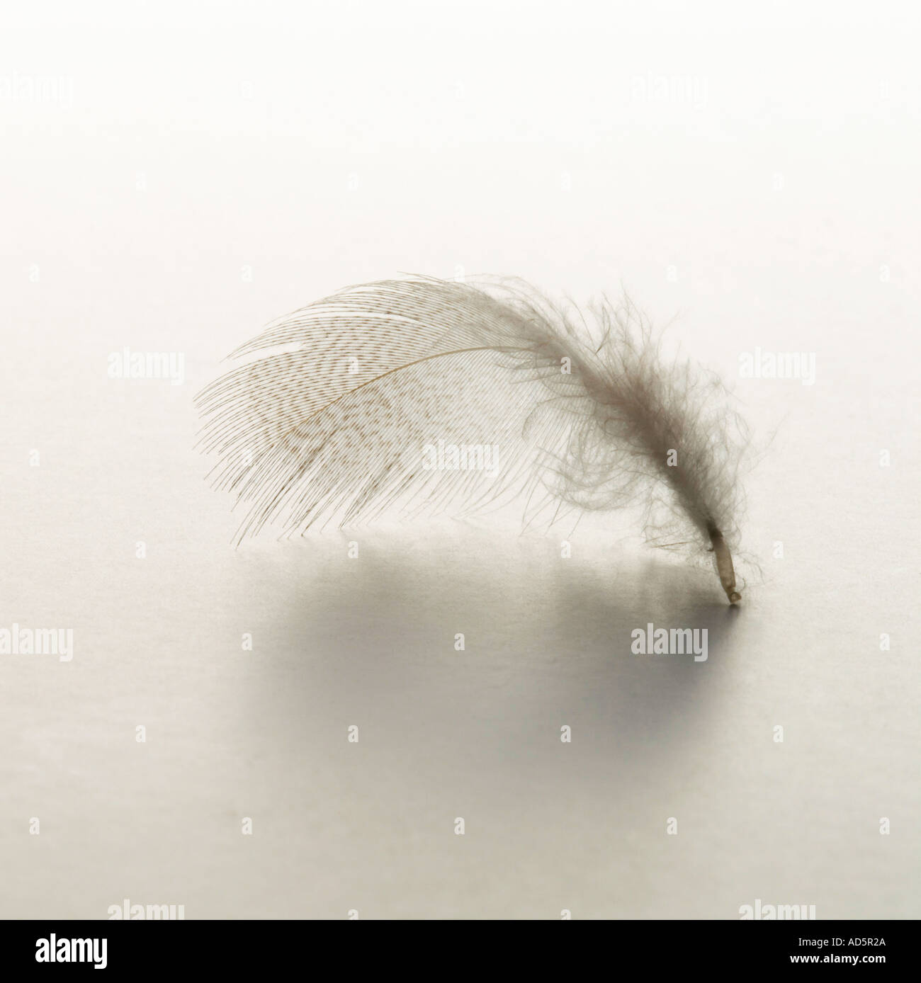 Caring for feathers hi-res stock photography and images - Alamy