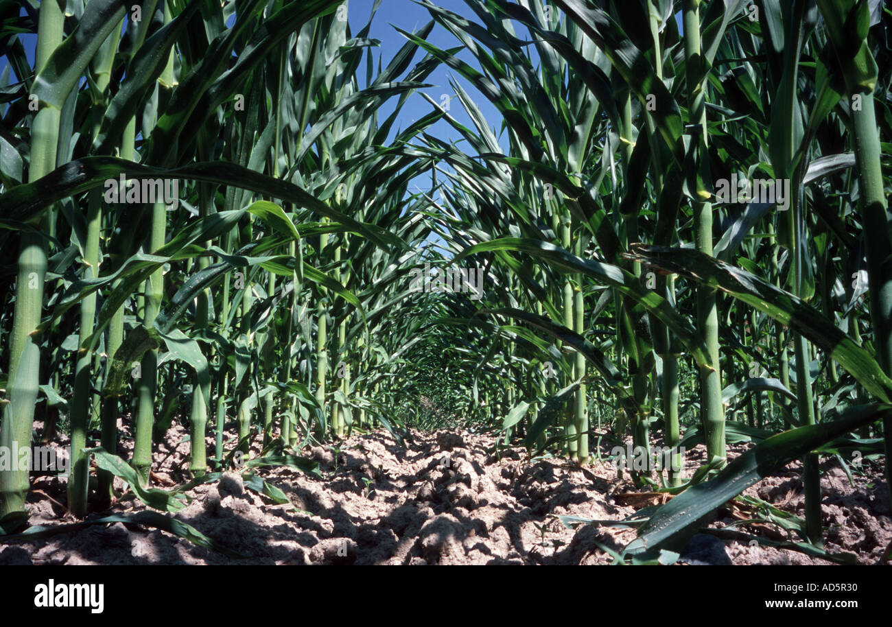 Ground level shot between two rows of corn Stock Photo - Alamy
