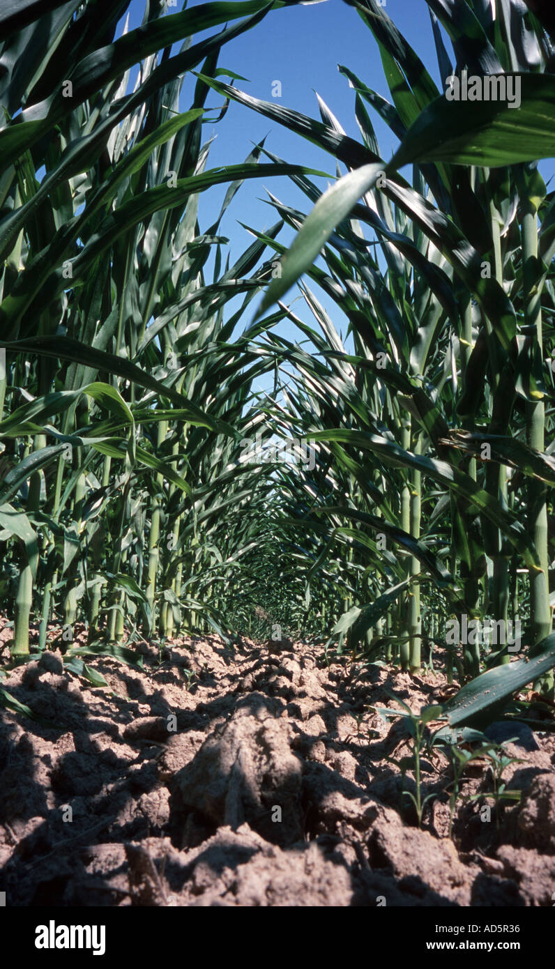 Ground level shot hi-res stock photography and images - Alamy