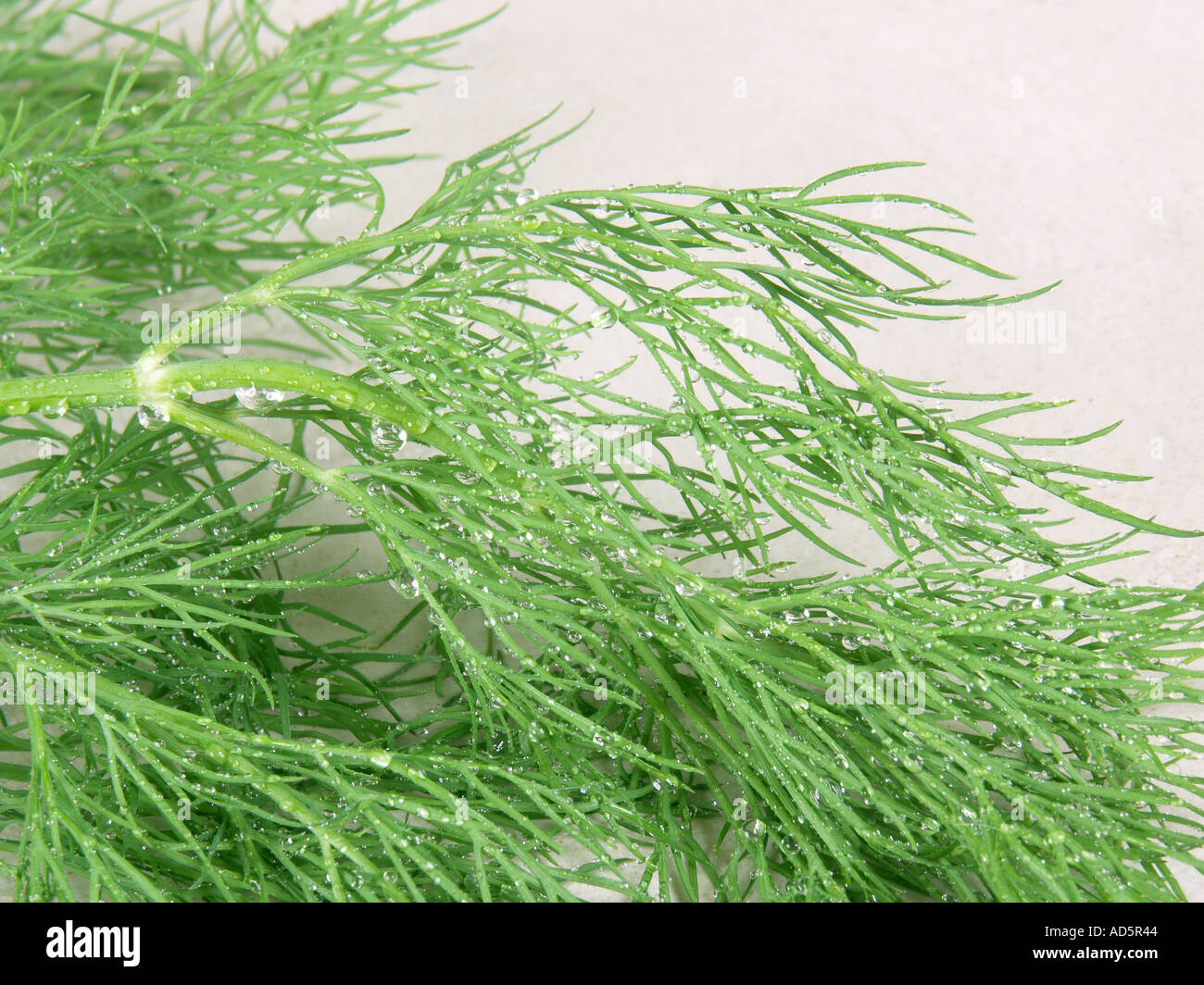 Dillweed hi-res stock photography and images - Alamy