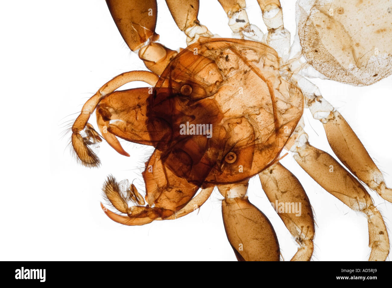 Jumping spider Queensland Australia Stock Photo - Alamy