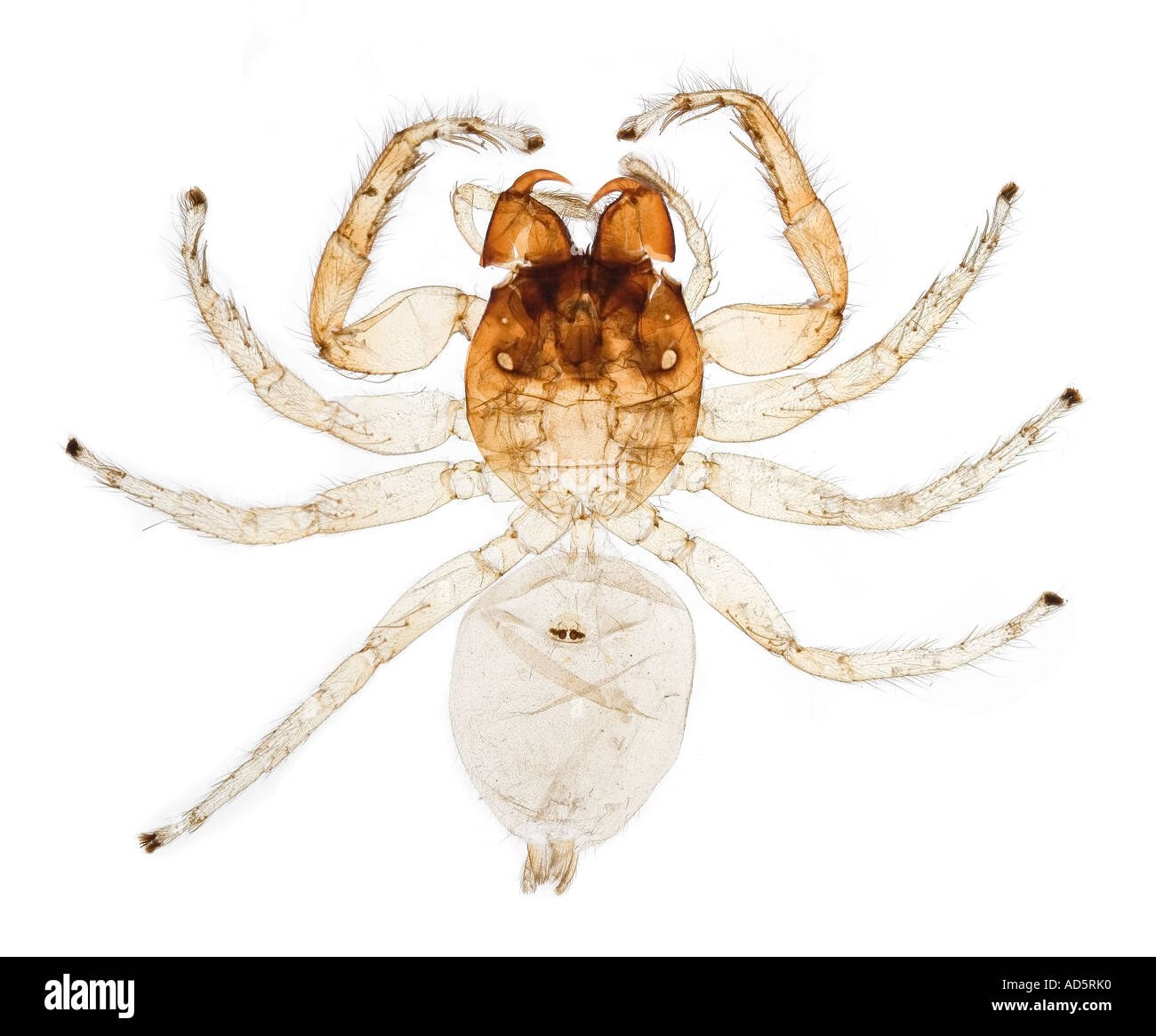 Jumping spider Queensland Australia Stock Photo - Alamy