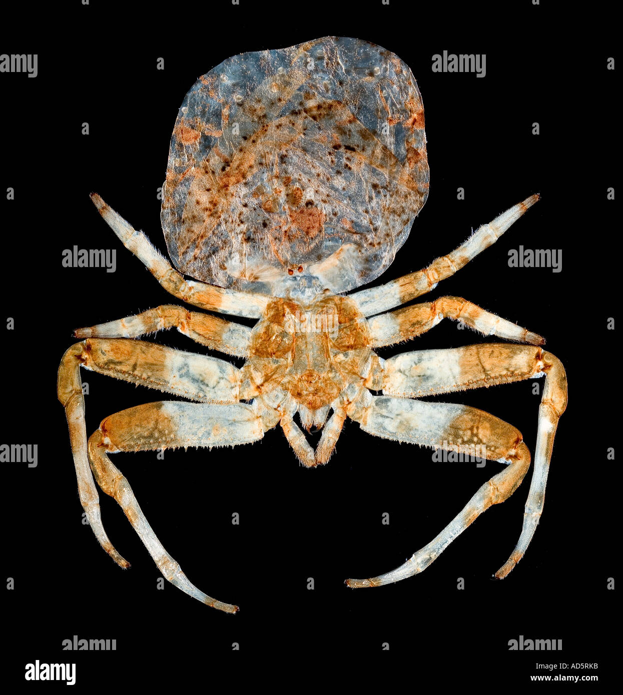 microslide of the Bird dung spider Queensland Australia. Darkfield ...