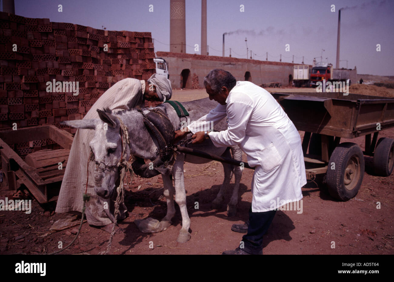 A vet from the Brooke Hospital for Animals charity checks a harness of ...