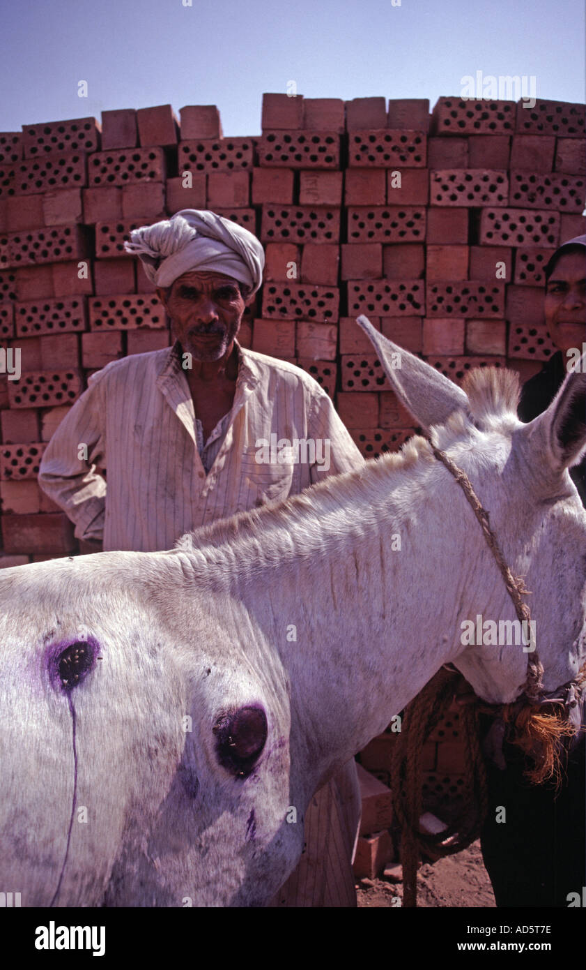 A brick kiln donkey owner and worker with his donkey harness sores ...