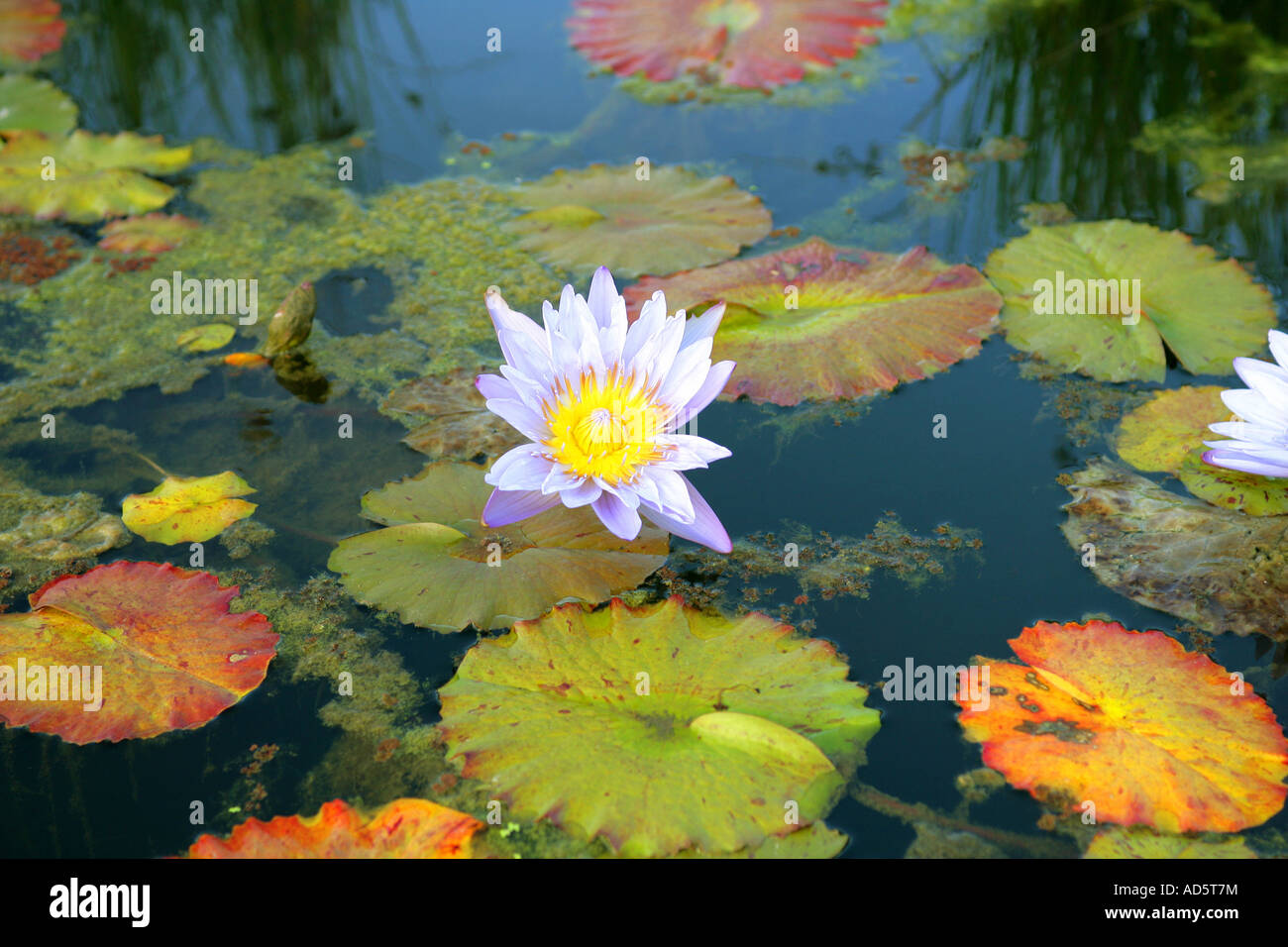 Water lily view Stock Photo - Alamy