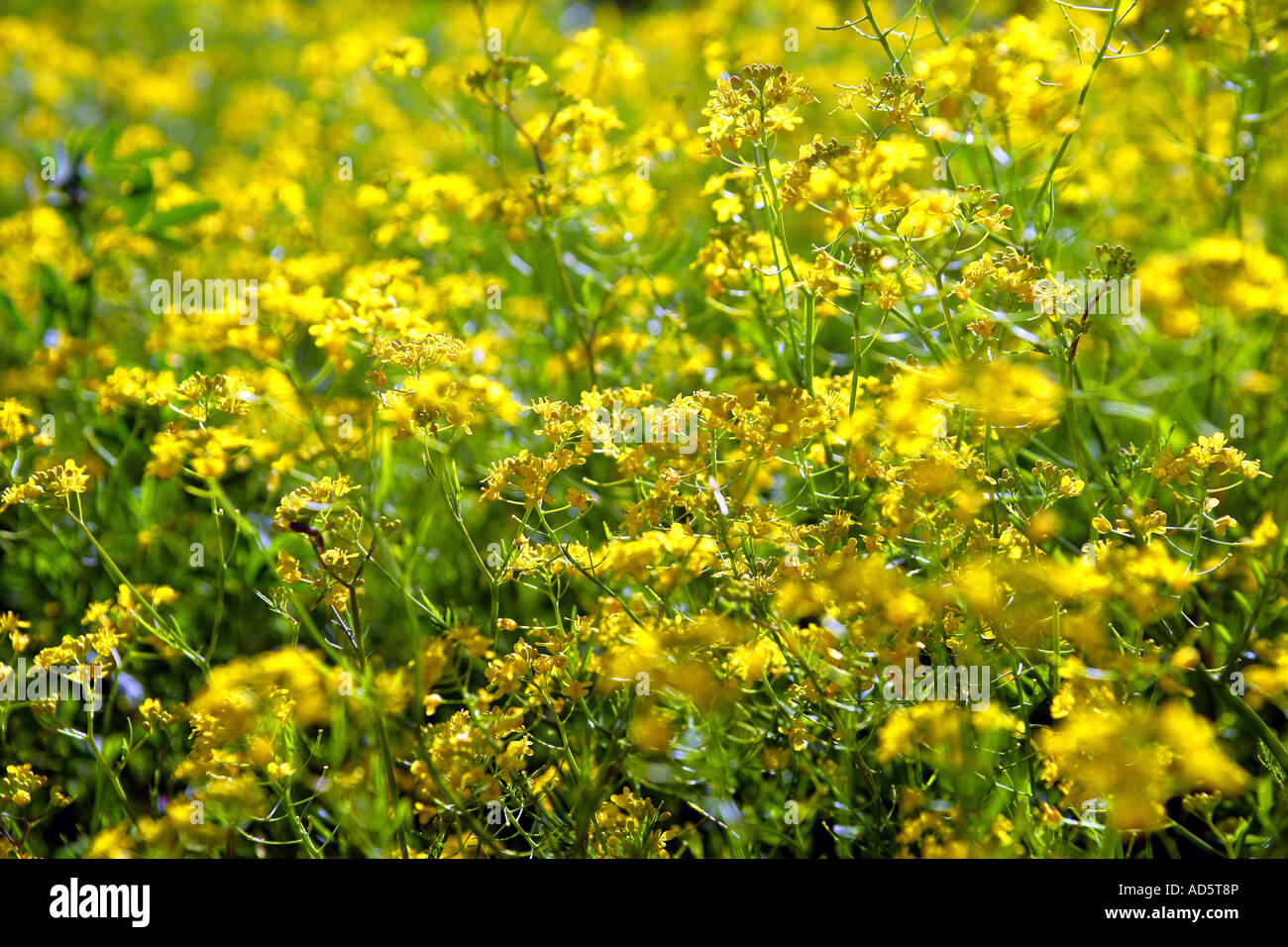 Field of yellow flowers Stock Photo - Alamy
