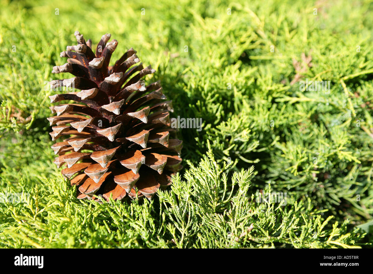 View of a pine tree cone Stock Photo - Alamy