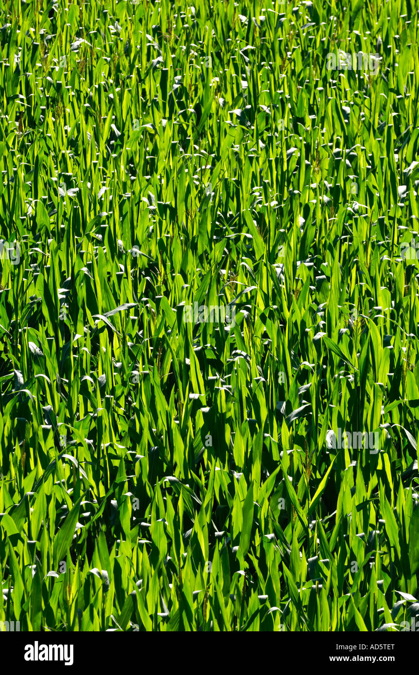 Yellow dent field corn hi-res stock photography and images - Alamy