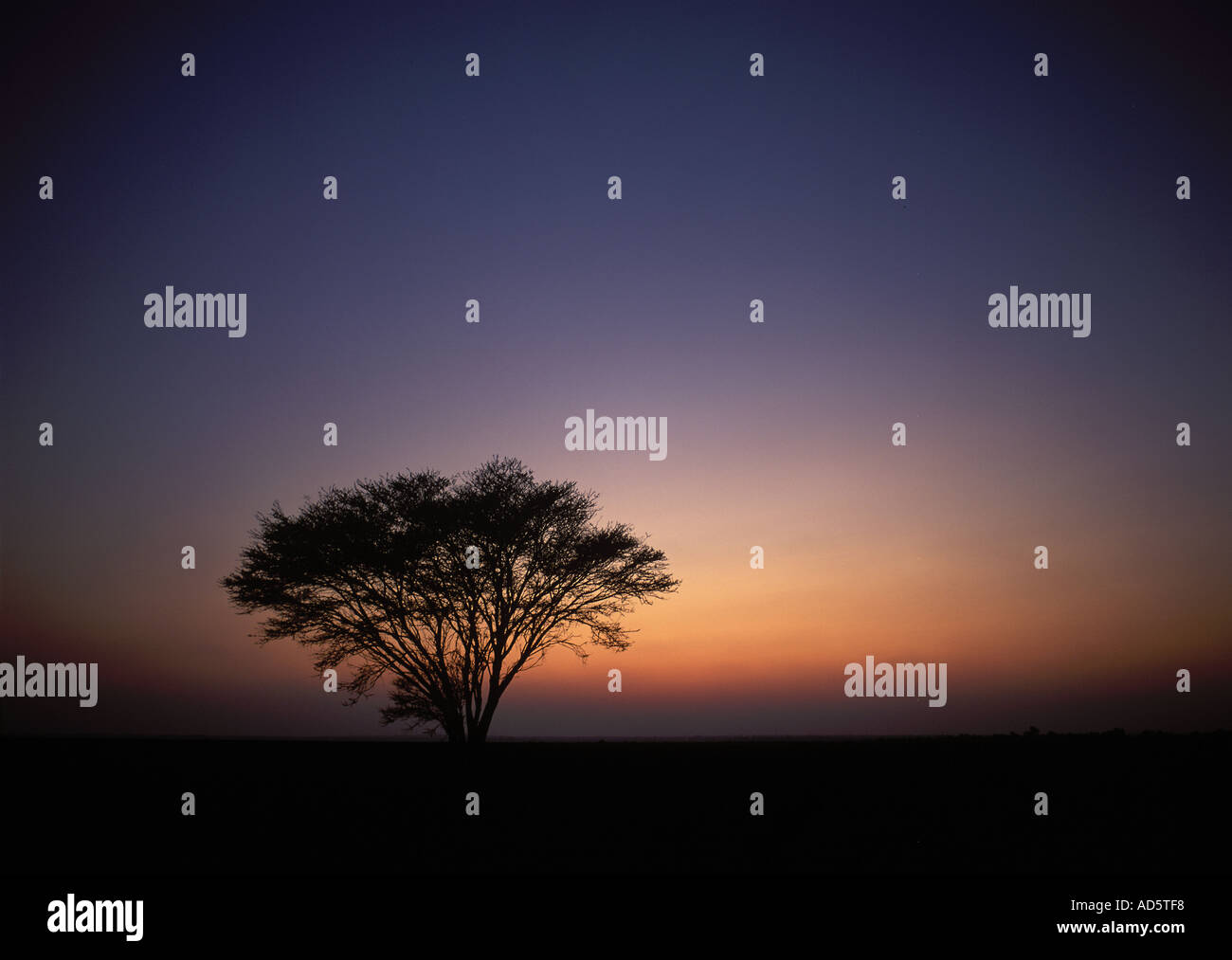 Sunset over the Negev Desert from Kibbutz Urim with solitary tree Stock ...