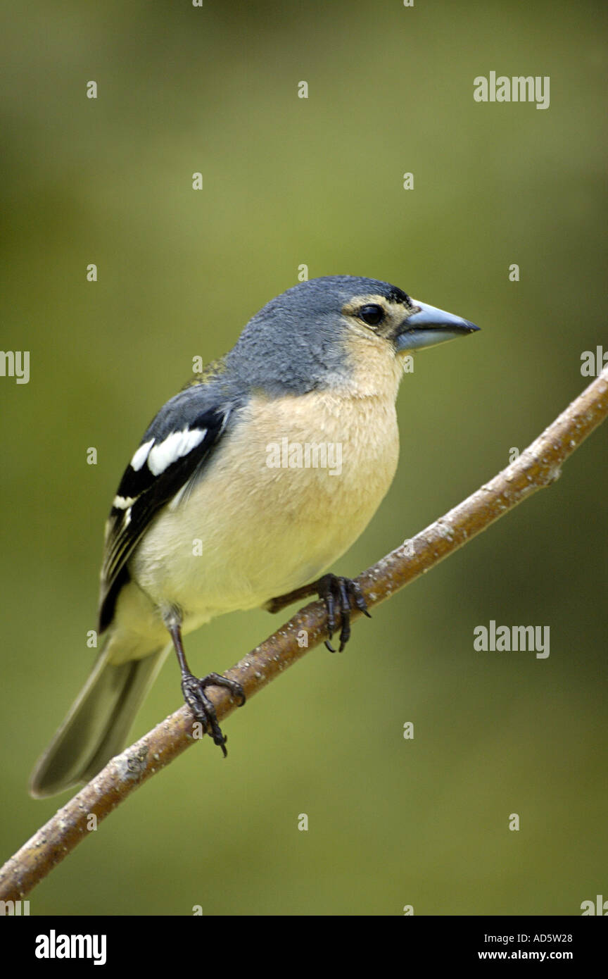 Azorean wildlife hi-res stock photography and images - Alamy