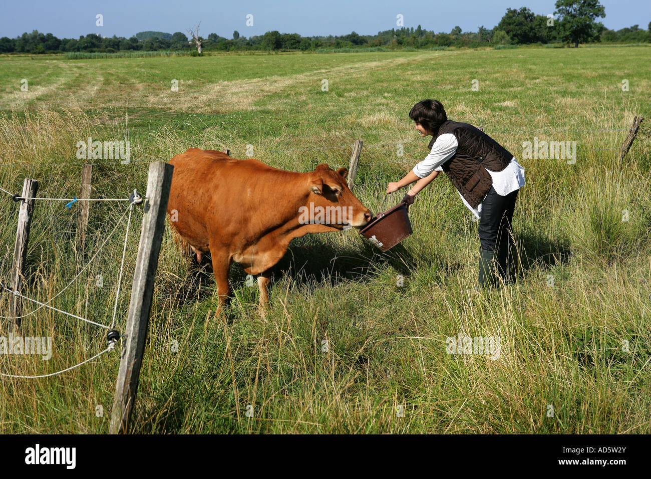 Farmer feeding a cow Stock Photo - Alamy