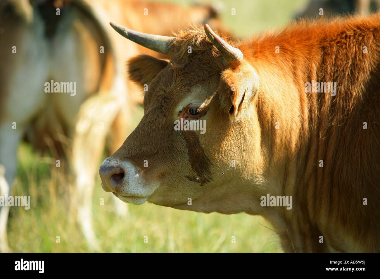 Bull in a field Stock Photo - Alamy