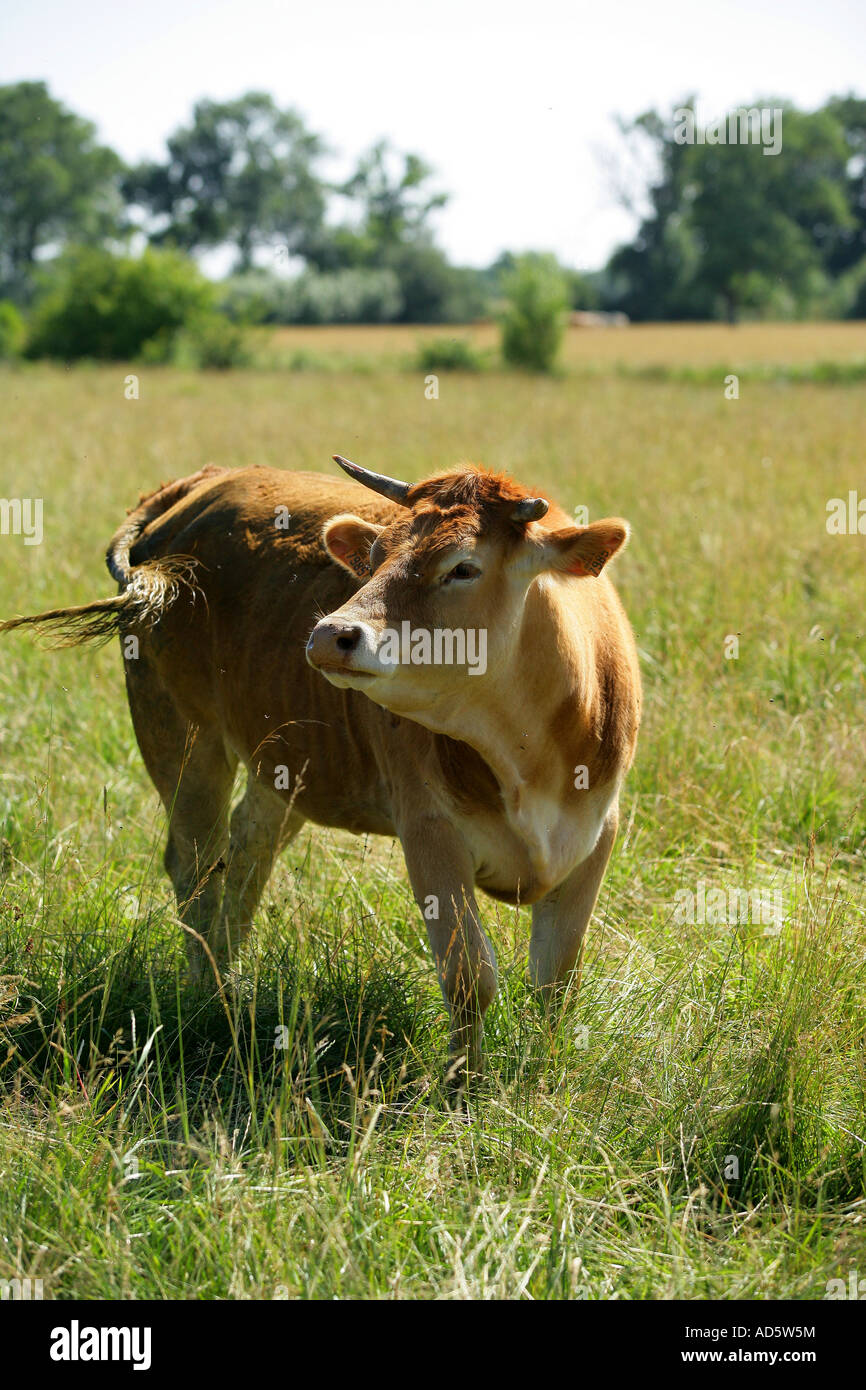 Bull in a field Stock Photo - Alamy