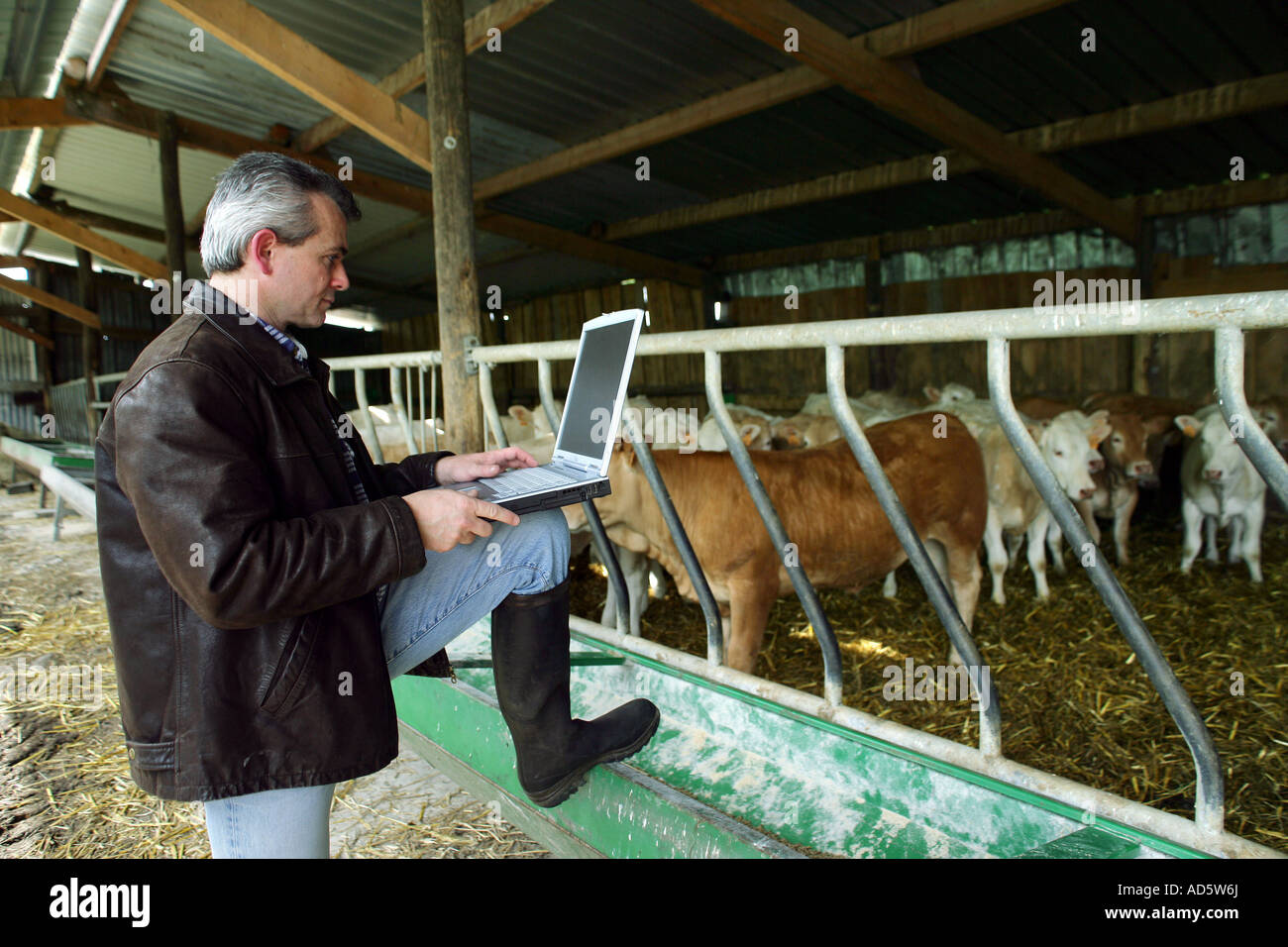 Animal cows in a stable of stalls hi-res stock photography and images ...