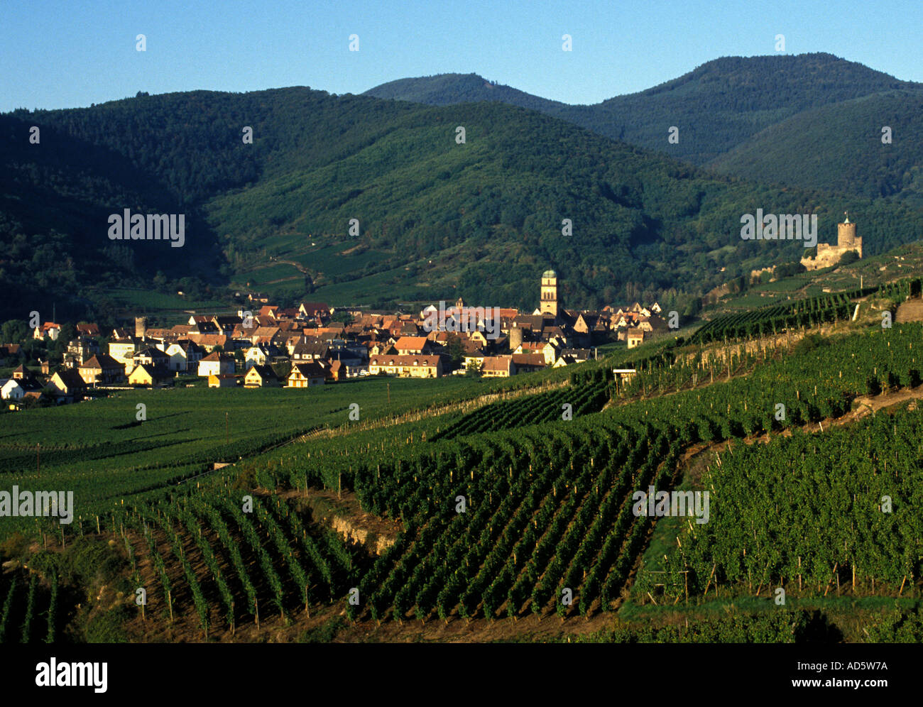 France french alsace wine winery vintage harvest hi-res stock ...