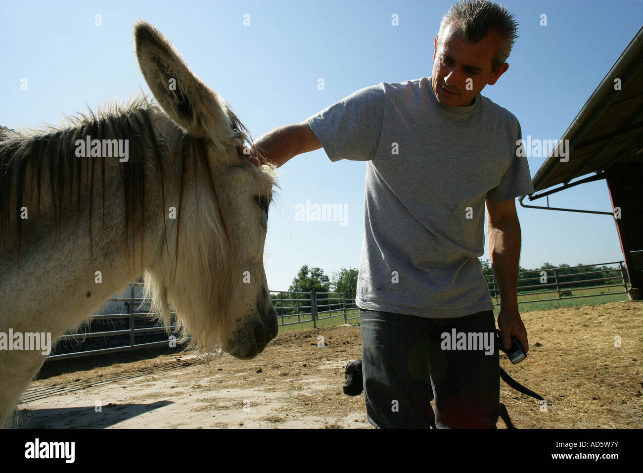 Farmer stroking a donkey Stock Photo - Alamy