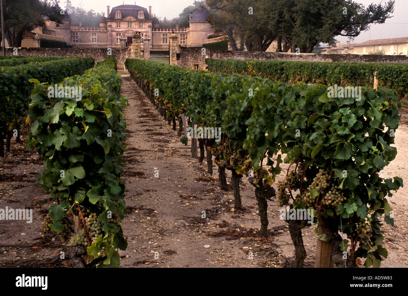 Chateau Malle Sauternes is a type of dessert wine from the Sauternais ...