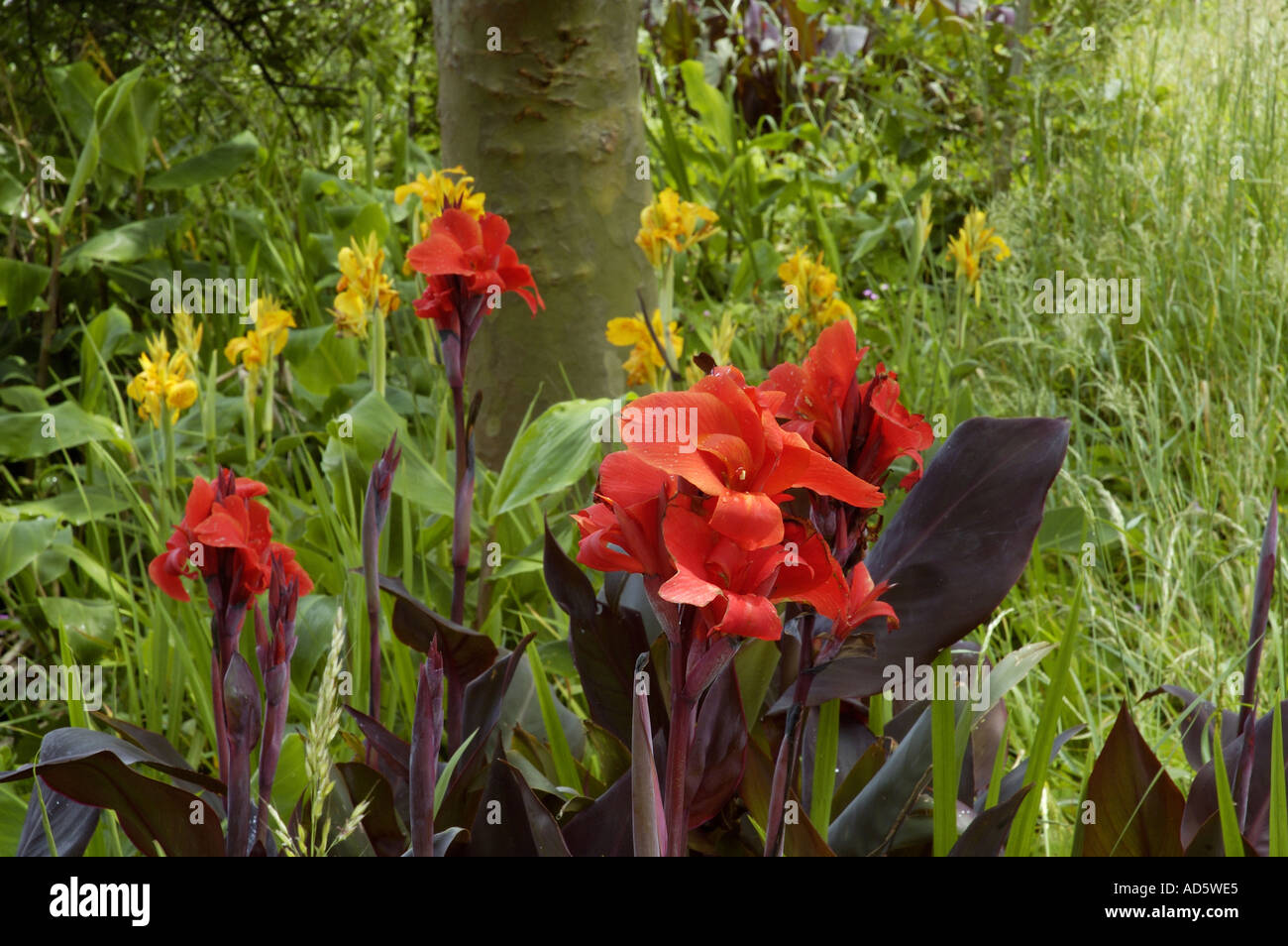 Red flowers growing wild on Flores island Azores Stock Photo - Alamy