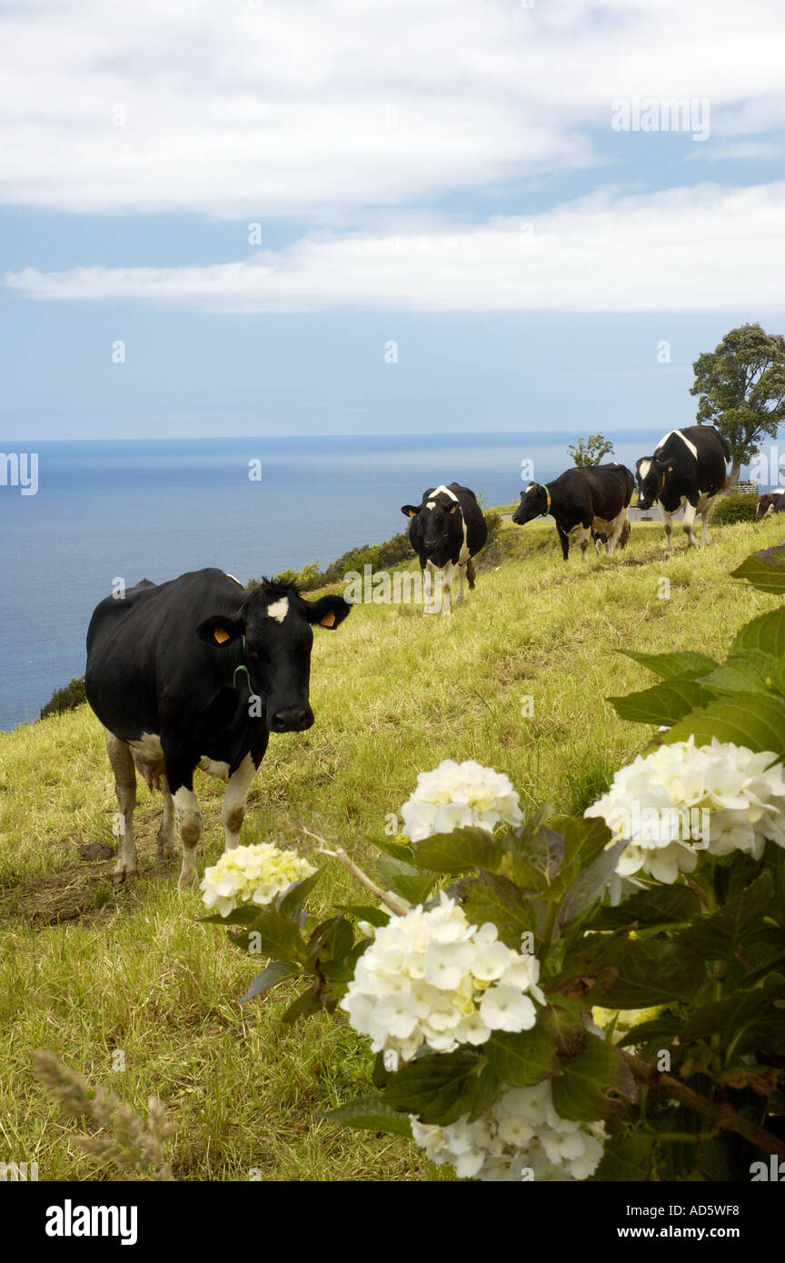 Azores hydrangea farm hi-res stock photography and images - Alamy