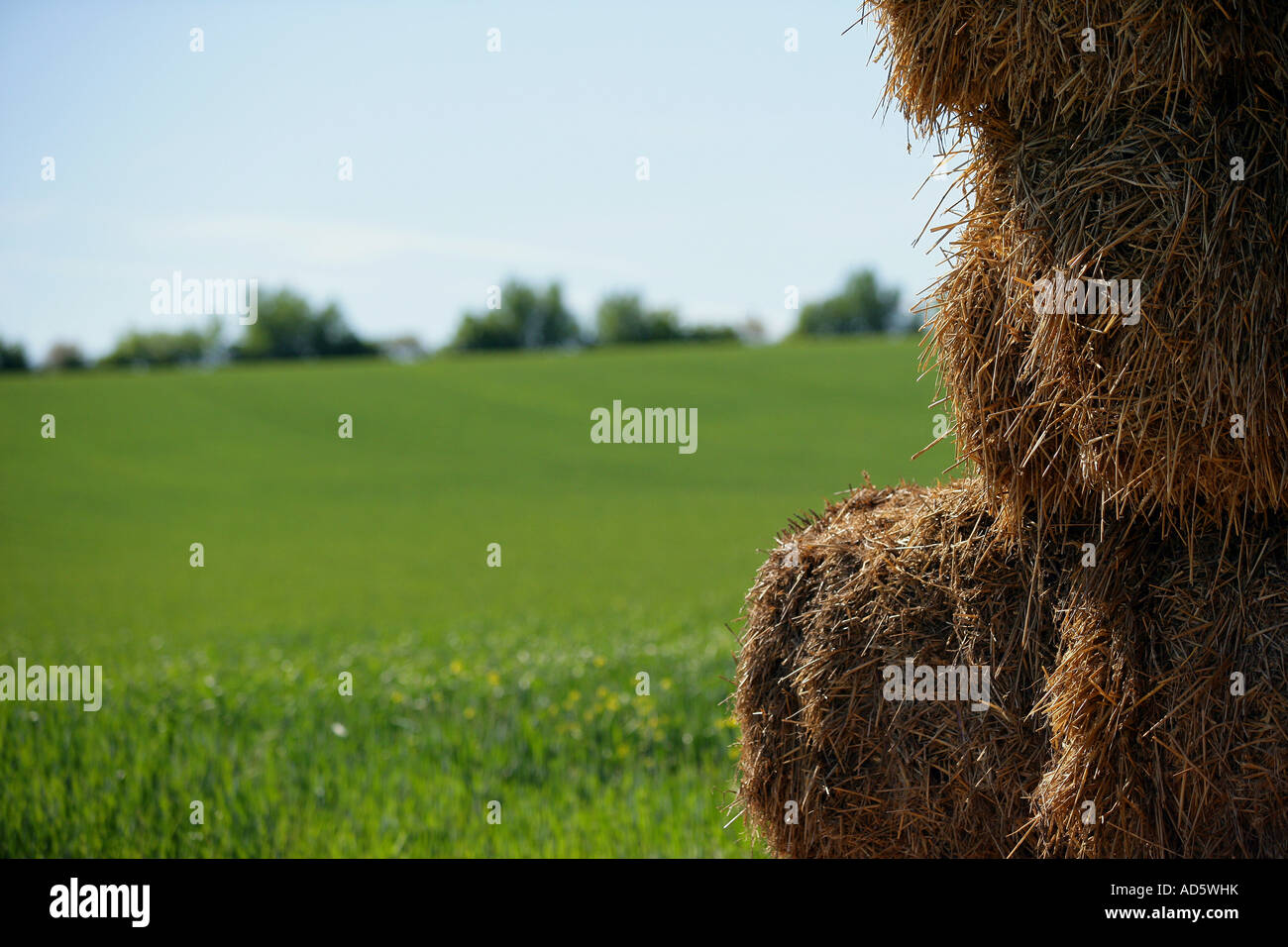 Dry hay rolls in a field Stock Photo - Alamy