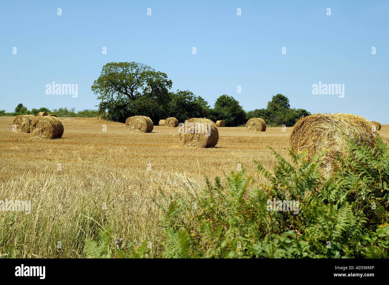 Dry hay rolls in a field Stock Photo - Alamy