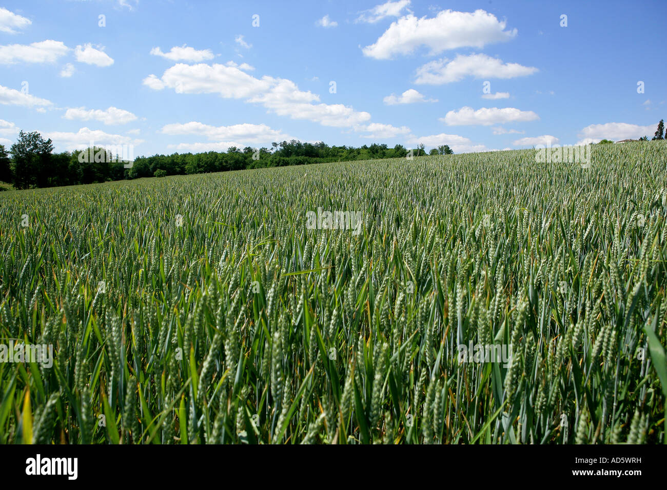 Field of grains Stock Photo - Alamy