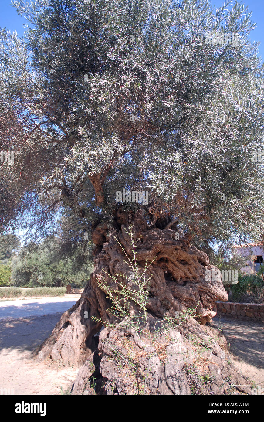 CRETE Three thousand year old olive tree in Ano Vouves in Hania ...