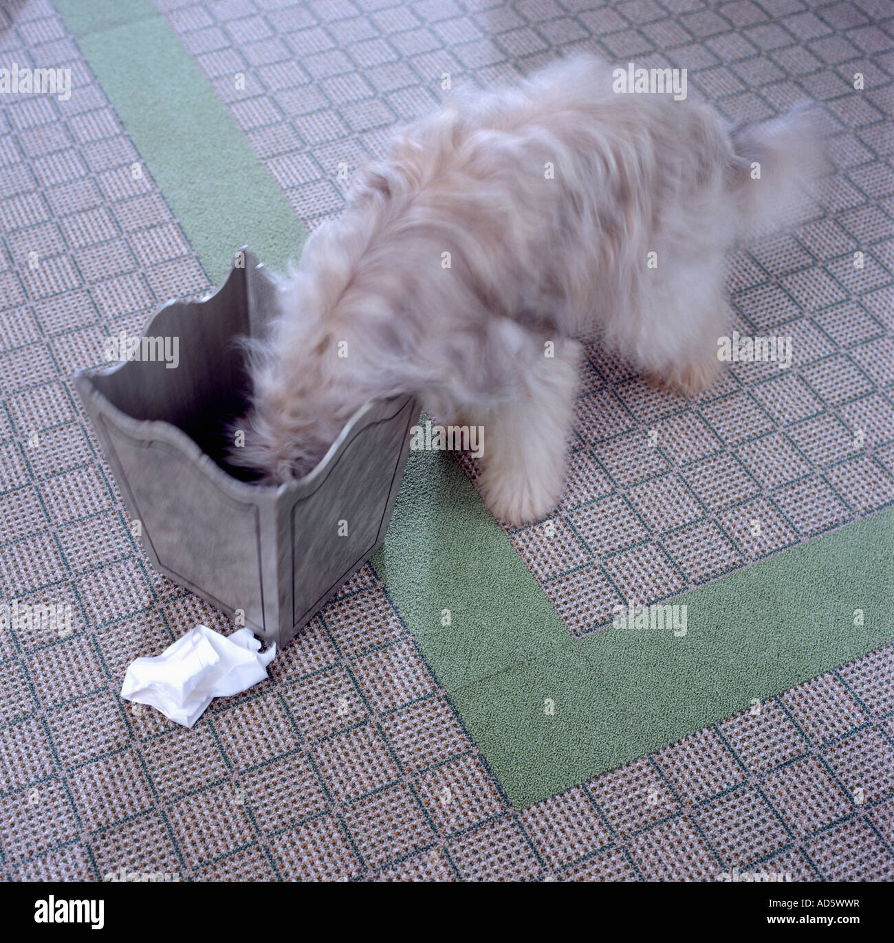 White fluffy cat with its head inside waste-bin Stock Photo - Alamy