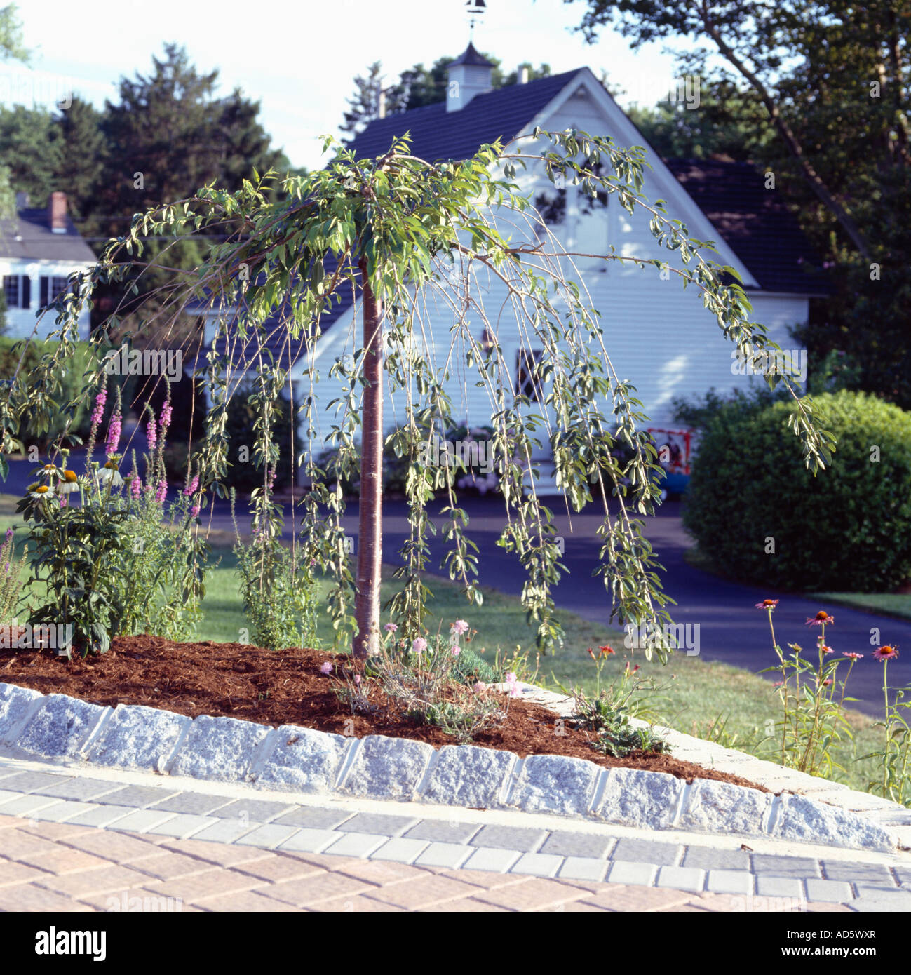 Weeping pear tree hi-res stock photography and images - Alamy