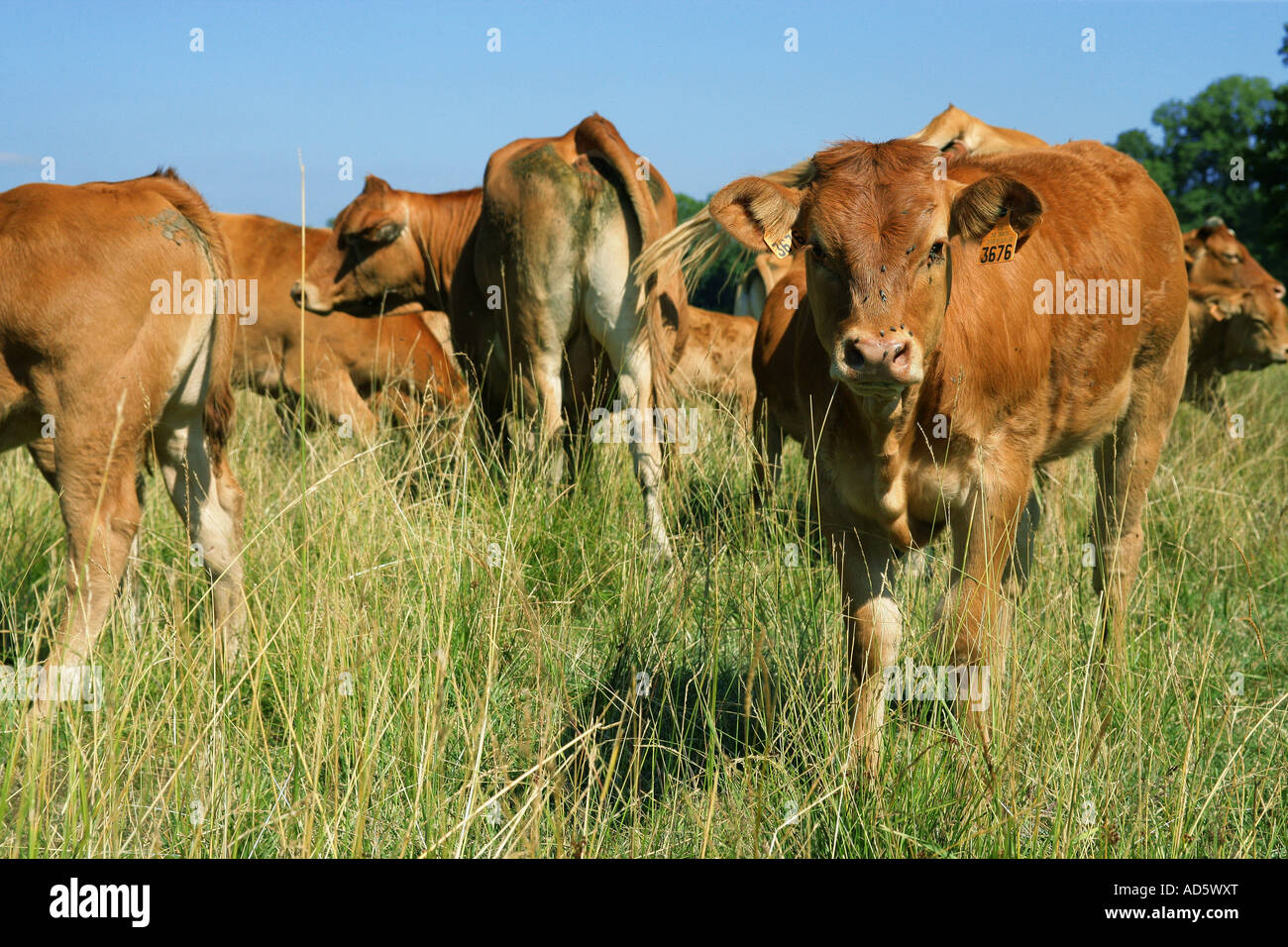 Cattle in a field Stock Photo - Alamy