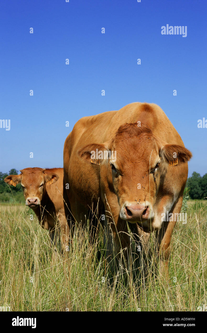 Cattle in a field Stock Photo - Alamy