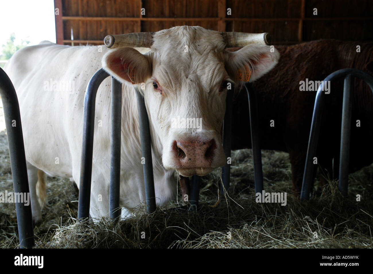 Cows in a stable Stock Photo - Alamy