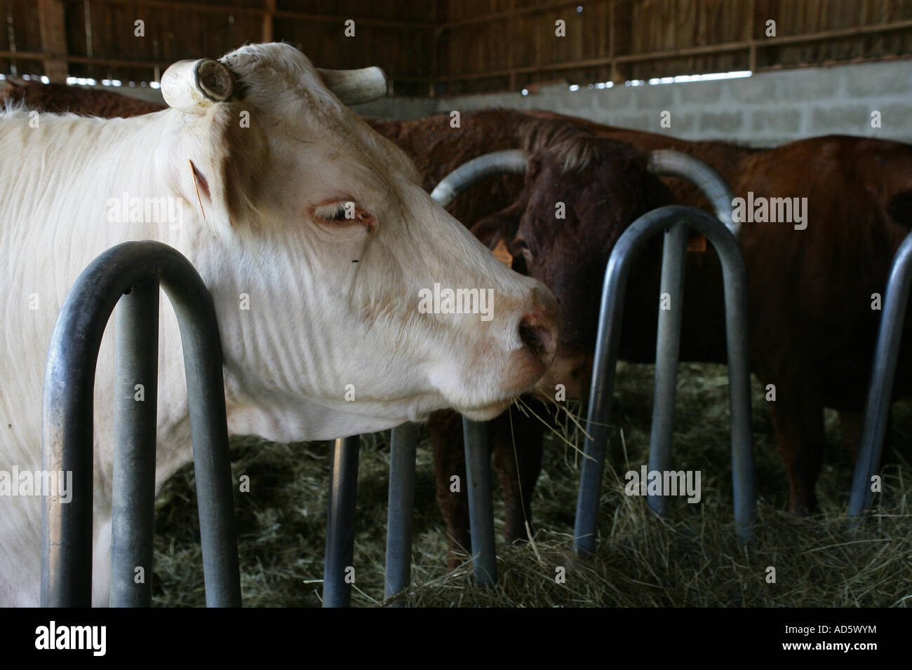 Cows in a stable Stock Photo - Alamy