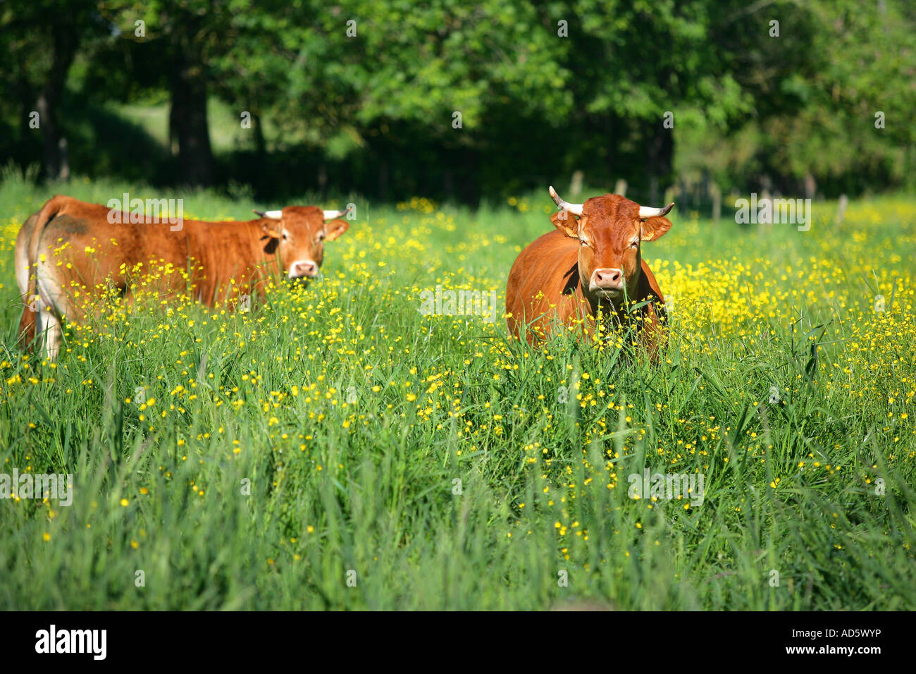 Cattle in a field Stock Photo - Alamy