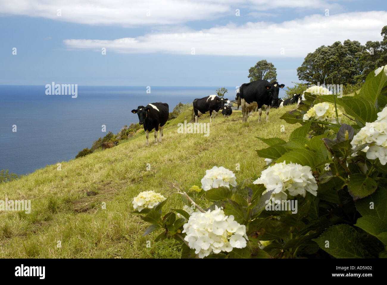 Azores hydrangea farm hi-res stock photography and images - Alamy