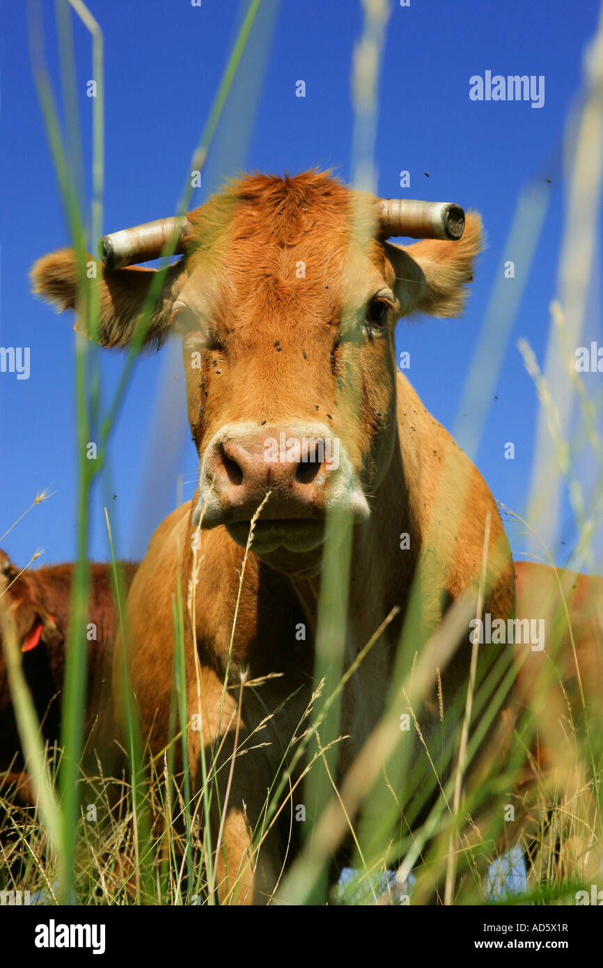 Bull in a field Stock Photo - Alamy