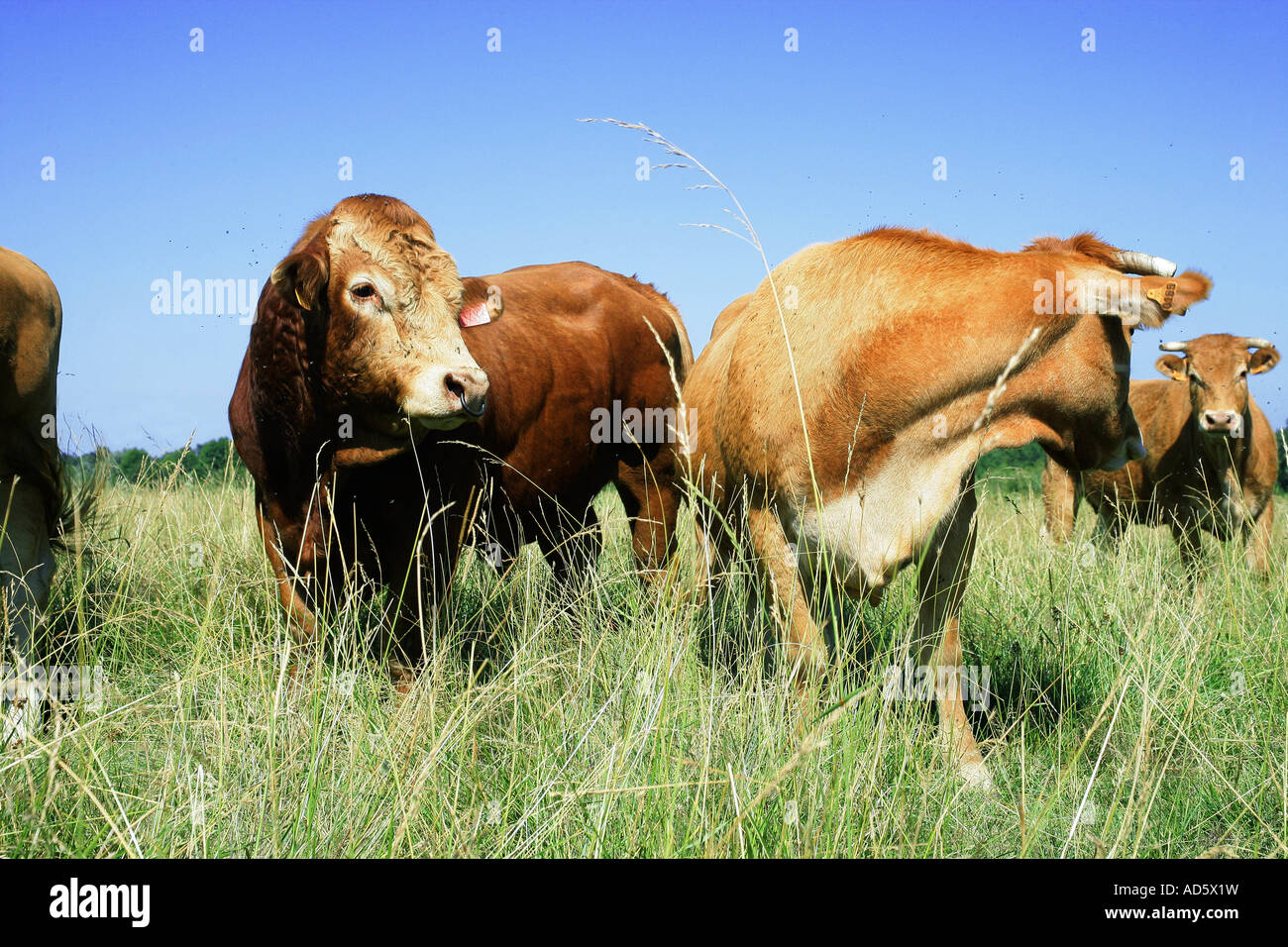 Cattle in a field Stock Photo - Alamy