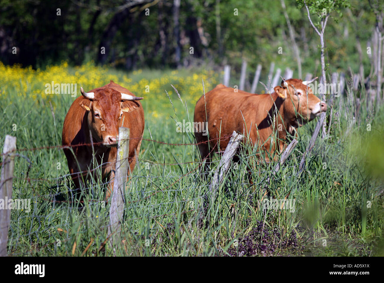 Cattle in a field Stock Photo - Alamy