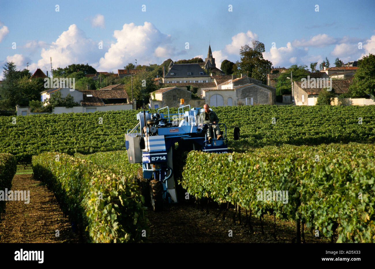 Brandy Grapes Cognac High Resolution Stock Photography and Images - Alamy