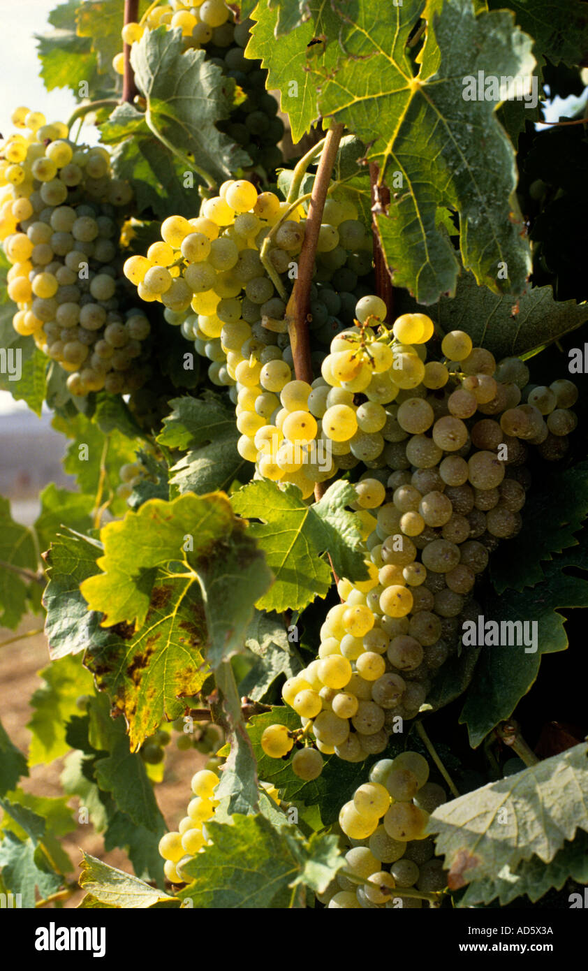 France French Cognac Harvest Grapes Stock Photo - Alamy