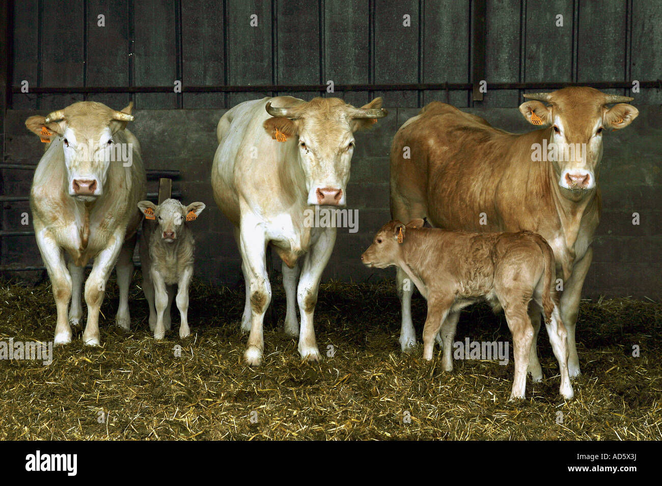 Cows in a stable Stock Photo - Alamy