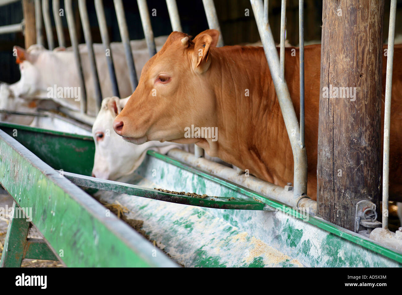 Cows eating in a stable Stock Photo - Alamy