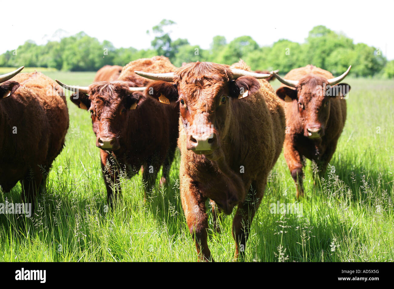 Cattle in a field Stock Photo - Alamy