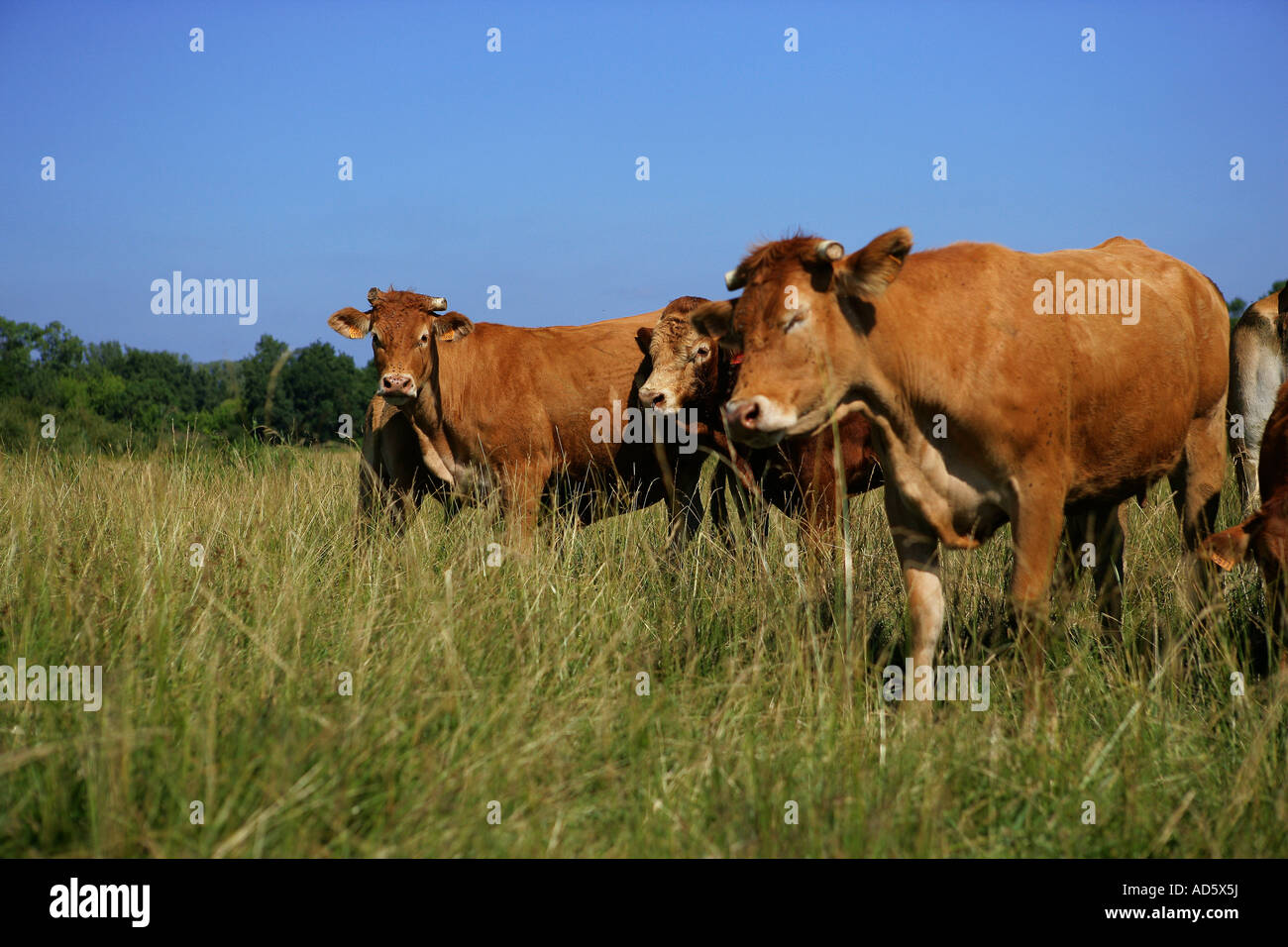 Cattle in a field Stock Photo - Alamy