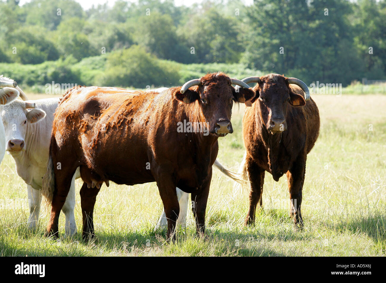 Cattle in a field Stock Photo - Alamy