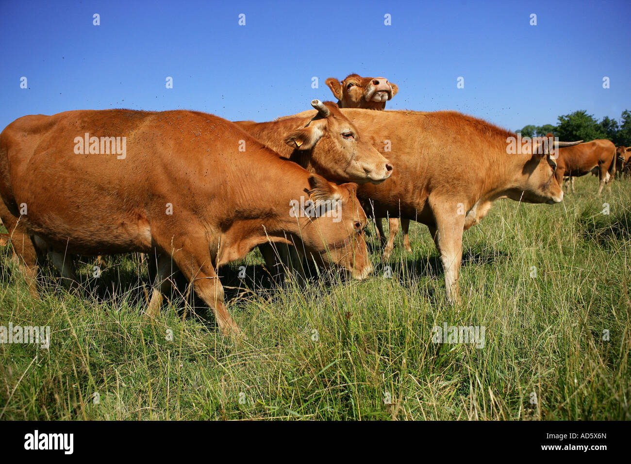 Cattle in a field Stock Photo - Alamy
